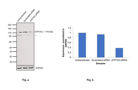Atp1a3 Antibody Ma3 915