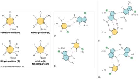 Rna Exam Flashcards Quizlet