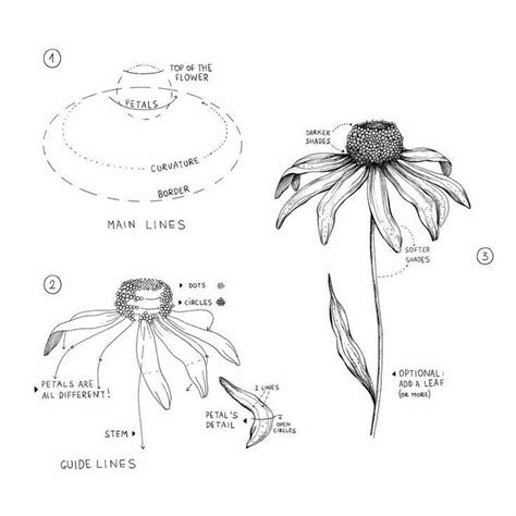 Pin by Sarra O Ophélia on how to draw Flower drawing tutorials Botanical drawings Flower drawing