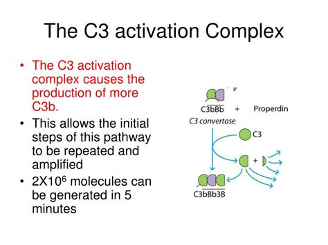 Ppt The Complement System Powerpoint Presentation Free Download Id3196725