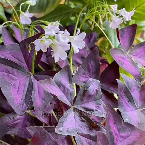 Oxalis Triangularis Subsp Papilionacea Spring Park Nursery