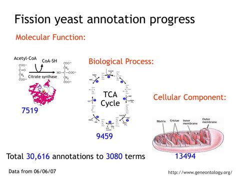Ppt The Gene Ontology Project And Its Application To Fission Yeast