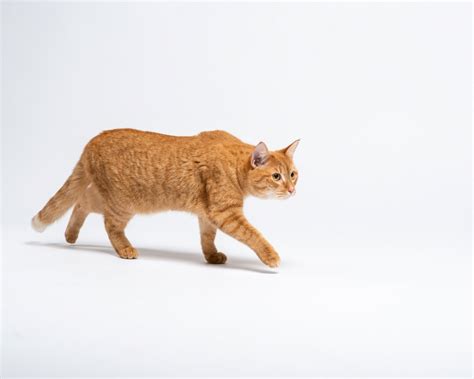 How Do Cats Walk Our Vet Explains Catster