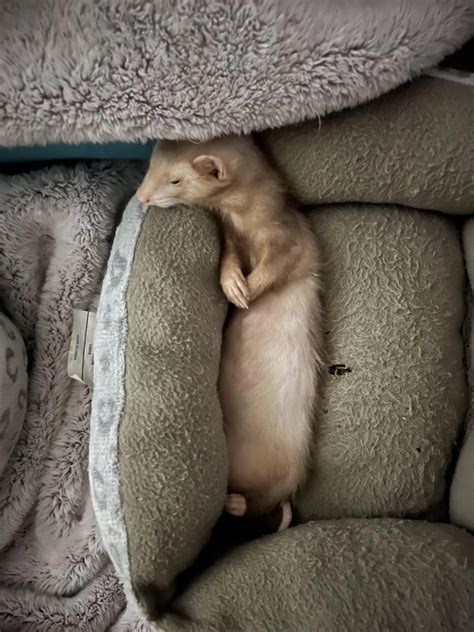 My Old Man Duke Hes Years Old And When I Go Get Him For Meds Soupy Time I Think He Lays