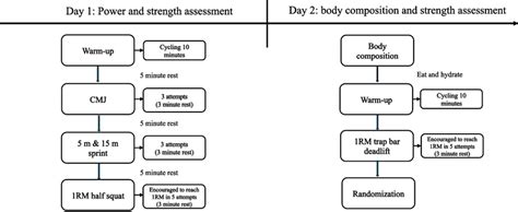 Flow Chart Illustrating A Timeline Of The Testing Procedures Download Scientific Diagram