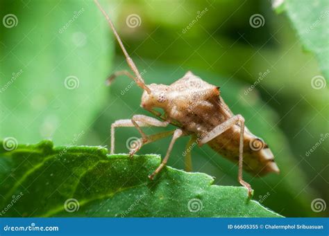 Assassin Bug Stock Image Image Of Macro Invertebrate 66605355