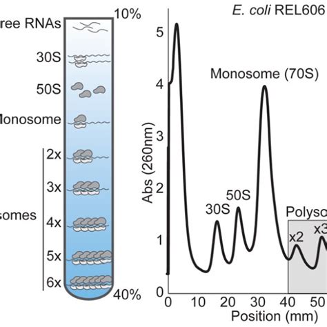 Polysome Profiling Of The Evolved Strain Red Relative To The Ancestor