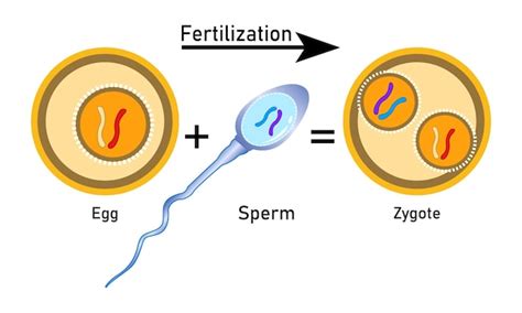 Sperm And Egg Fertilization Zygote