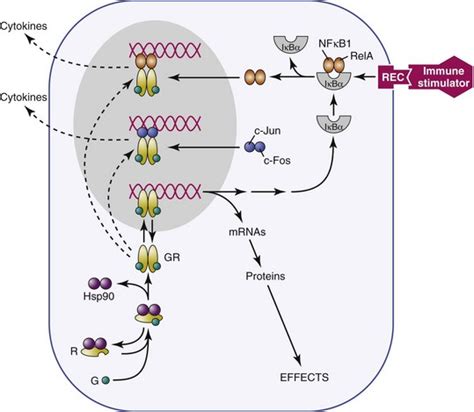 Complement And Sle Musculoskeletal Key