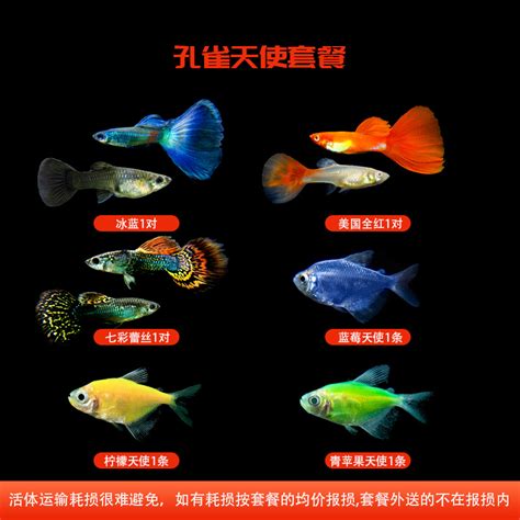 热带观赏鱼荧光斑马鱼孔雀鱼灯科红绿灯鱼小型活鱼冷水鱼淡水好养 虎窝淘