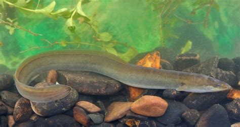 Sex And Age In Eel Using DNA Methylation WUR