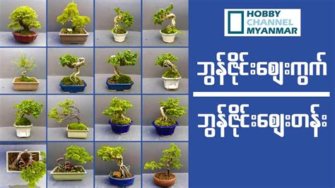 ဘွန်ဇိုင်းစျေးကွက် ဘွန်ဇိုင်းစျေးတန်း Youtube