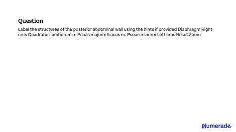 Solved Label The Structures Of The Posterior Abdominal Wall Using The Hints Provided