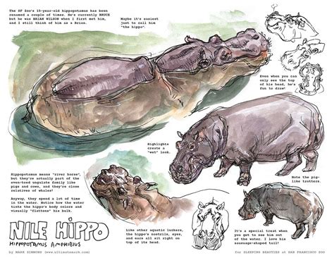 Anatomy Of A Hippo Artofit