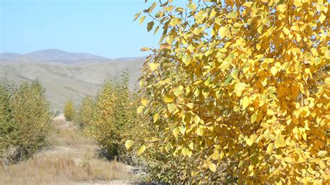 Платинум Ланд ХХК Хариуцлагатай уул уурхай нөхөн сэргээлт