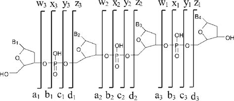 Schematic Representation Of The Nomenclature For Single Stranded