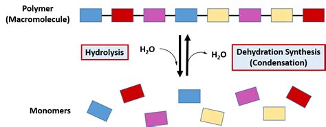 Peerless The Sum Total Of Chemical Reactions Occurring In Our Body Is