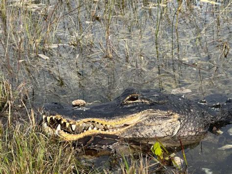 Jaw Dropping Video Shows Massive Gator Eating Python In Florida
