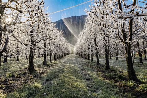 Frost Protection – An introductory guide | Rivulis
