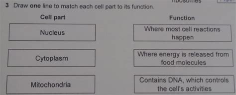 Solved Ndosomes Draw One Line To Match Each Cell Part To Its Function Cell Part Function Nu
