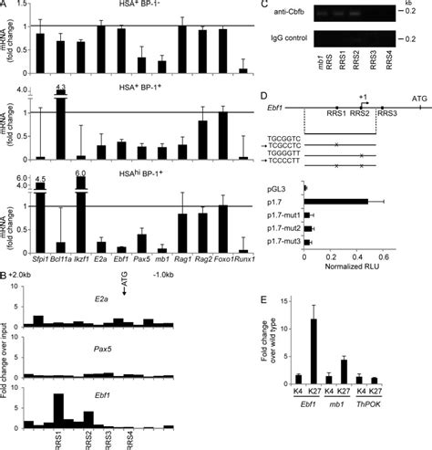 Runx1 Cbfβ Facilitates Early B Lymphocyte Development By Regulating
