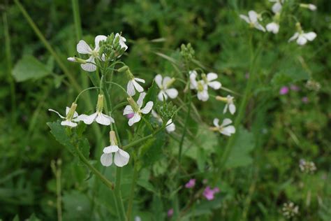 Raphanus Raphanistrum