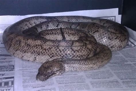 Chilabothrus Inornatus West Indian Boas