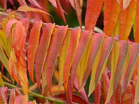 Girlande D Pixx De Forum