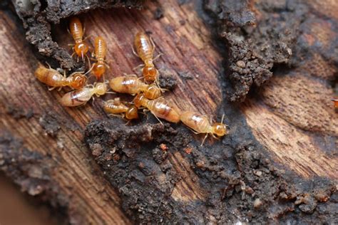 You Wont Believe These 10 Termite Facts