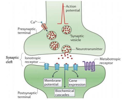 同济大学adv Funct Mater 基于晶体管的人工突触器件最新研究进展 材料牛
