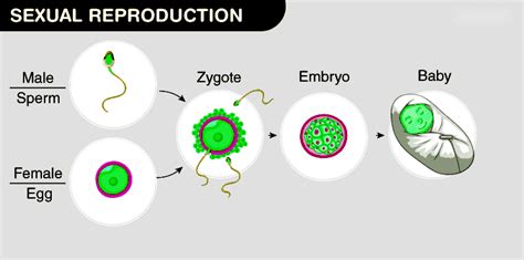 Sexual Reproduction Understanding Male And Female Reproductive System