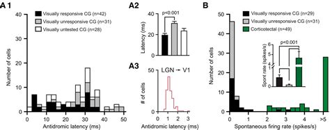 Axonal Conduction Delays Brain State And Corticogeniculate Communication Journal Of Neuroscience