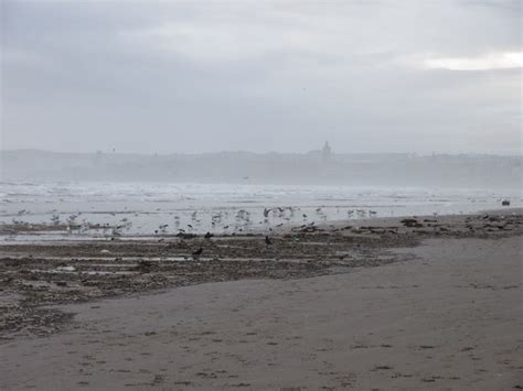 Tidal Sea Life © Scott Cormie Geograph Britain And Ireland
