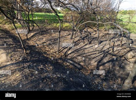 Nature Grows After Fire Stock Photo Alamy