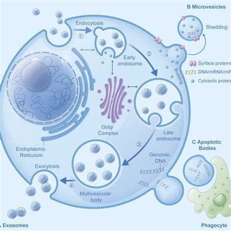 A Biogenesis Of Exosomes 1 Membrane Invagination Forms Early