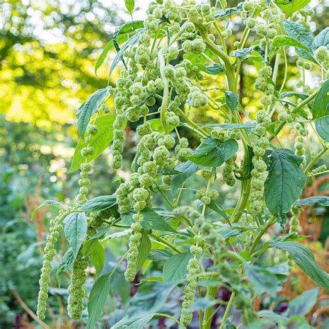 Amaranth Oeschberg Seeds Amaranthus Cruentus
