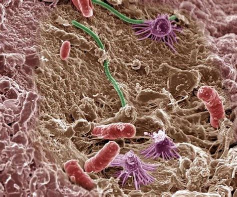 Soil Microbe Mineral Battery Stores Sunlight To Degrade Antibiotics