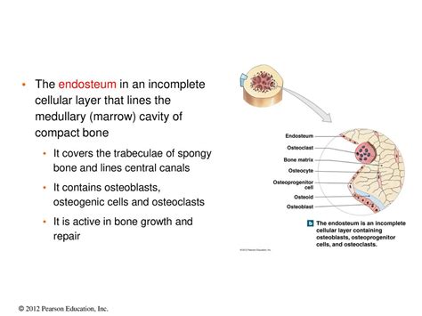 “introduction To The Human Skeletal System Bone Histology” Ppt Download