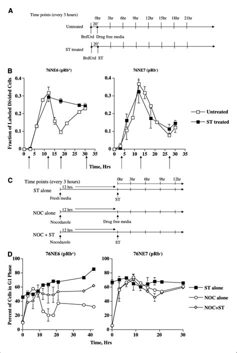 Cell Cycle Kinetics Perturbed By Staurosporine Only In Prb Cells But