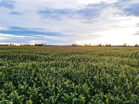 Mombe Mari A Unique Way To Invest