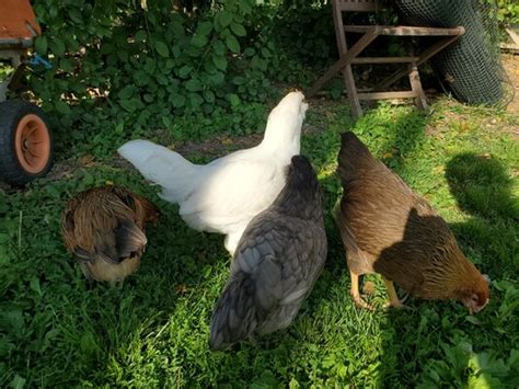 Easter Egger Cockerel Backyard Chickens Learn How To Raise Chickens