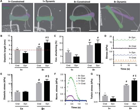 Dynamic Loading Of Human Engineered Heart Tissue Enhances Contractile