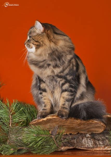 Домики для кошек КотоГрад | ВКонтакте