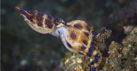 Blue Ringed Octopus Animal Pictures A Z Animals