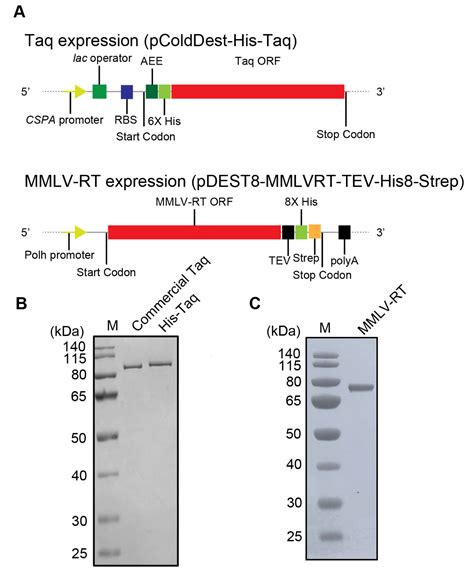 Development Of Multiplex Real Time Rt Qpcr Assays For The Detection Of