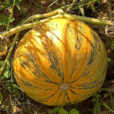 Тыква С Семечками Без Кожуры Сорта Фото – Telegraph