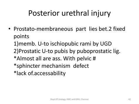 Urethra Anatomy 2 Pdf