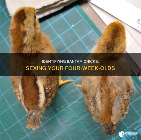 Identifying Bantam Chicks Sexing Your Four Week Olds Cychicken