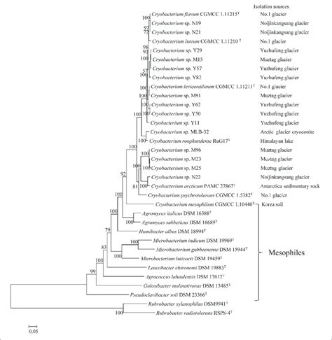 Phylogenetic Clustering Of 32 Microbacteriaceae Strains Phylogeny Is Download Scientific