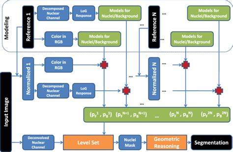 Steps In Nuclear Segmentation During Model Construction Offline For Download Scientific